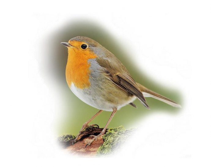 Speurtocht Robbie Roodborst – De Papaver Delft